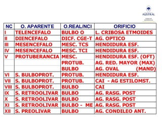 Pares Craneales I .pptx
