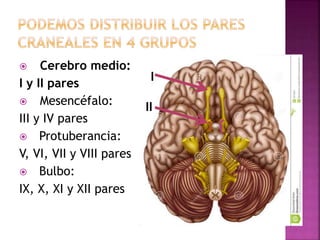 Pares craneales | PPTX