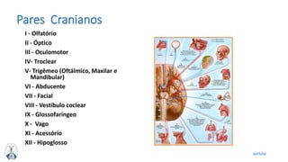 Pares cranianos | PDF