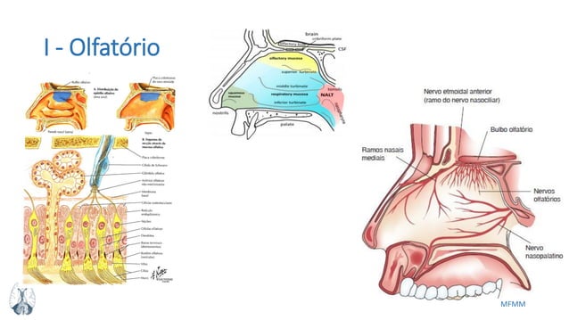 Pares cranianos | PPT