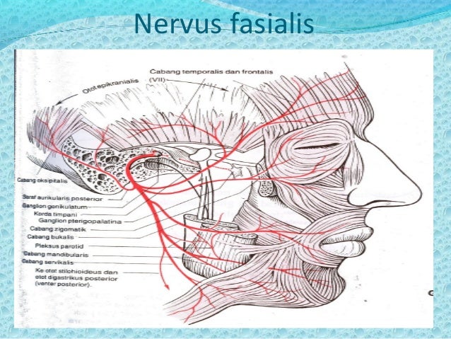 Parese nervus fasialis