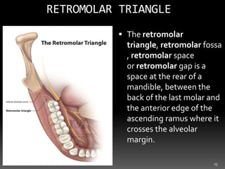 Retromolar Triangle
