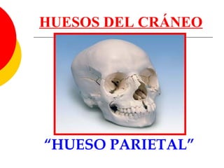 Parietal | PPT