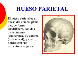 Parietal | PPT