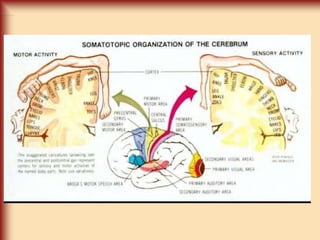 Parietal-occipital | PPTX