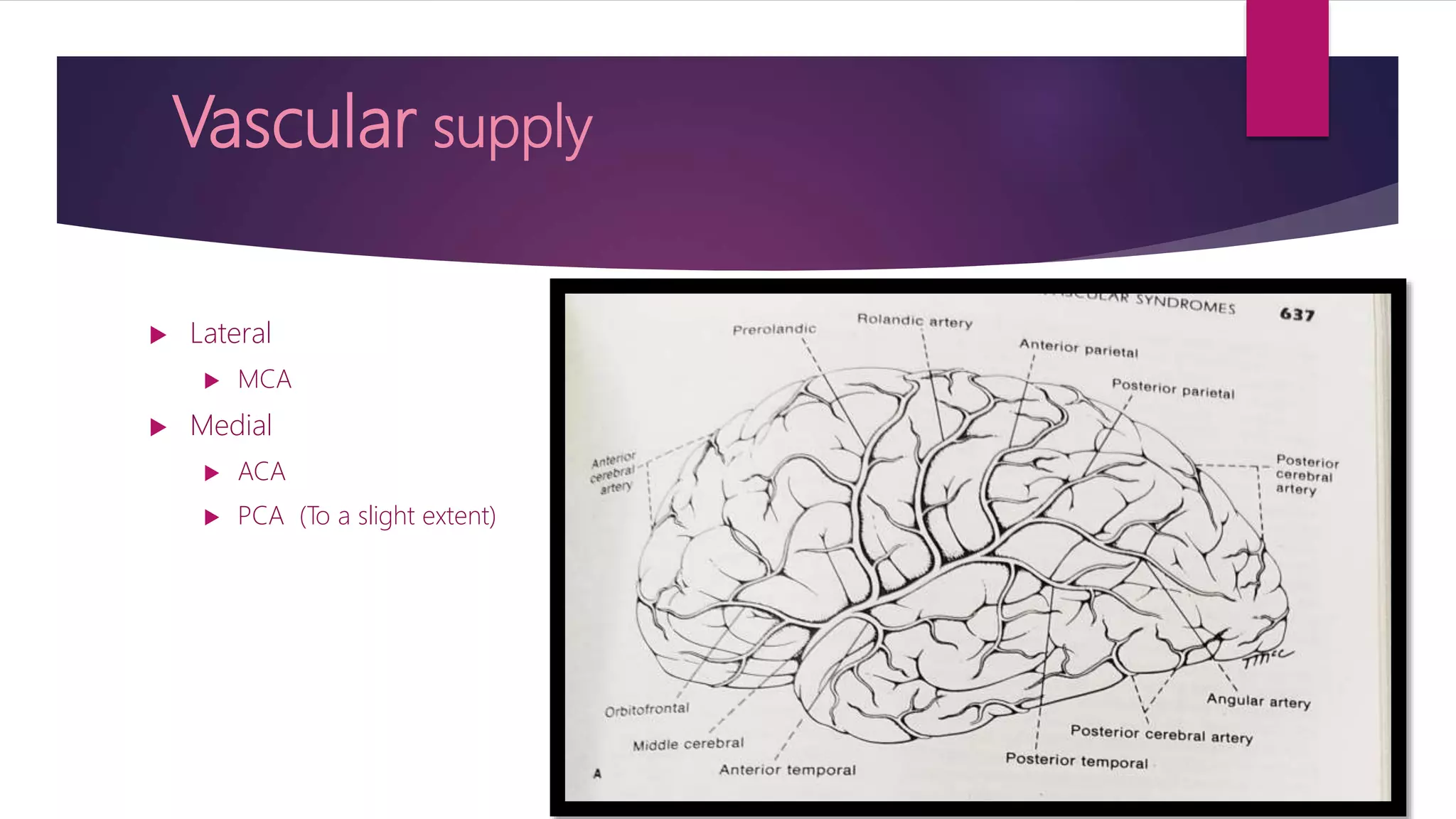 Parietal lobe it's lesions and orbital nerve pathway and it's lesions ...