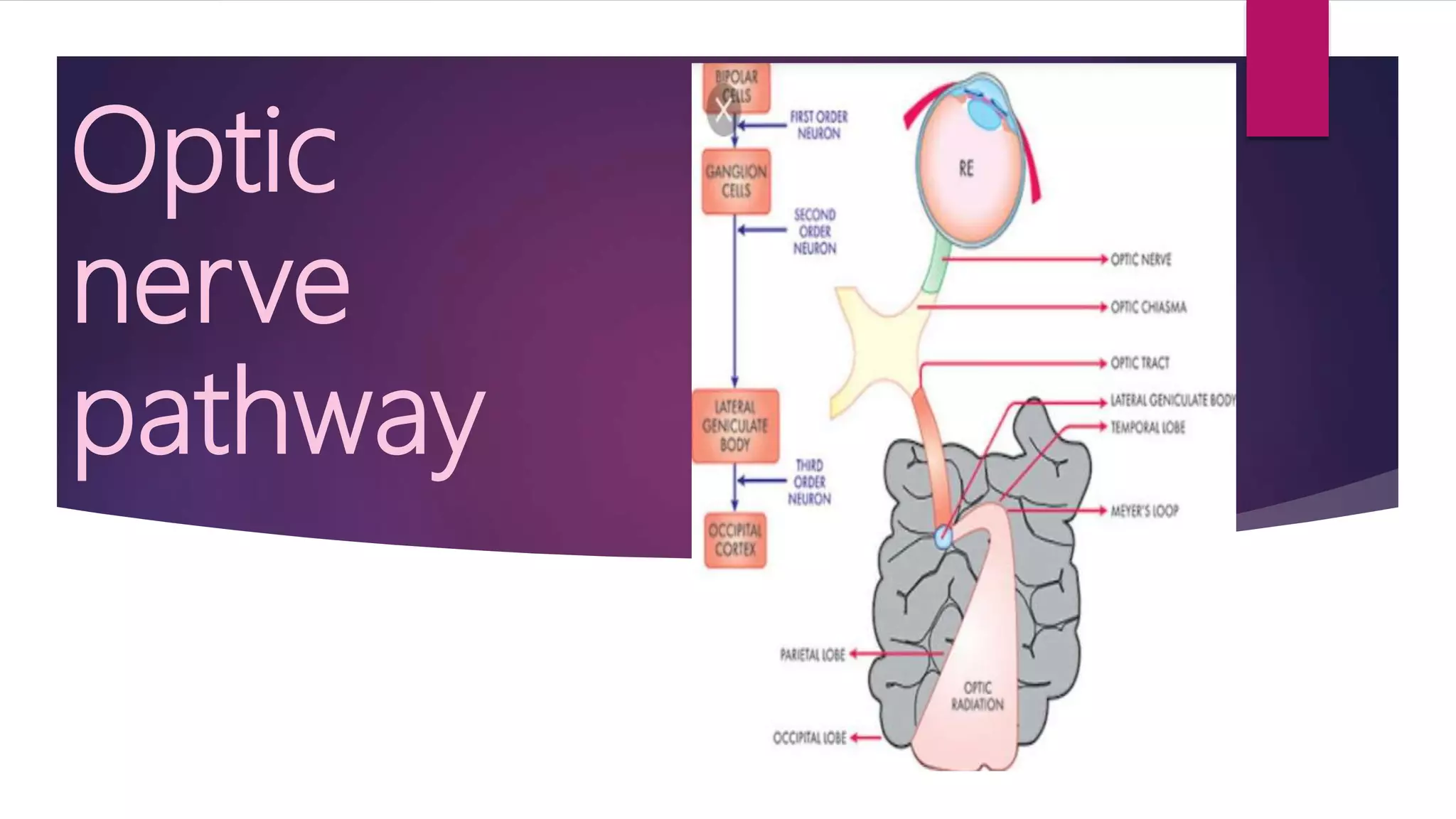 Parietal lobe it's lesions and orbital nerve pathway and it's lesions | PPTX