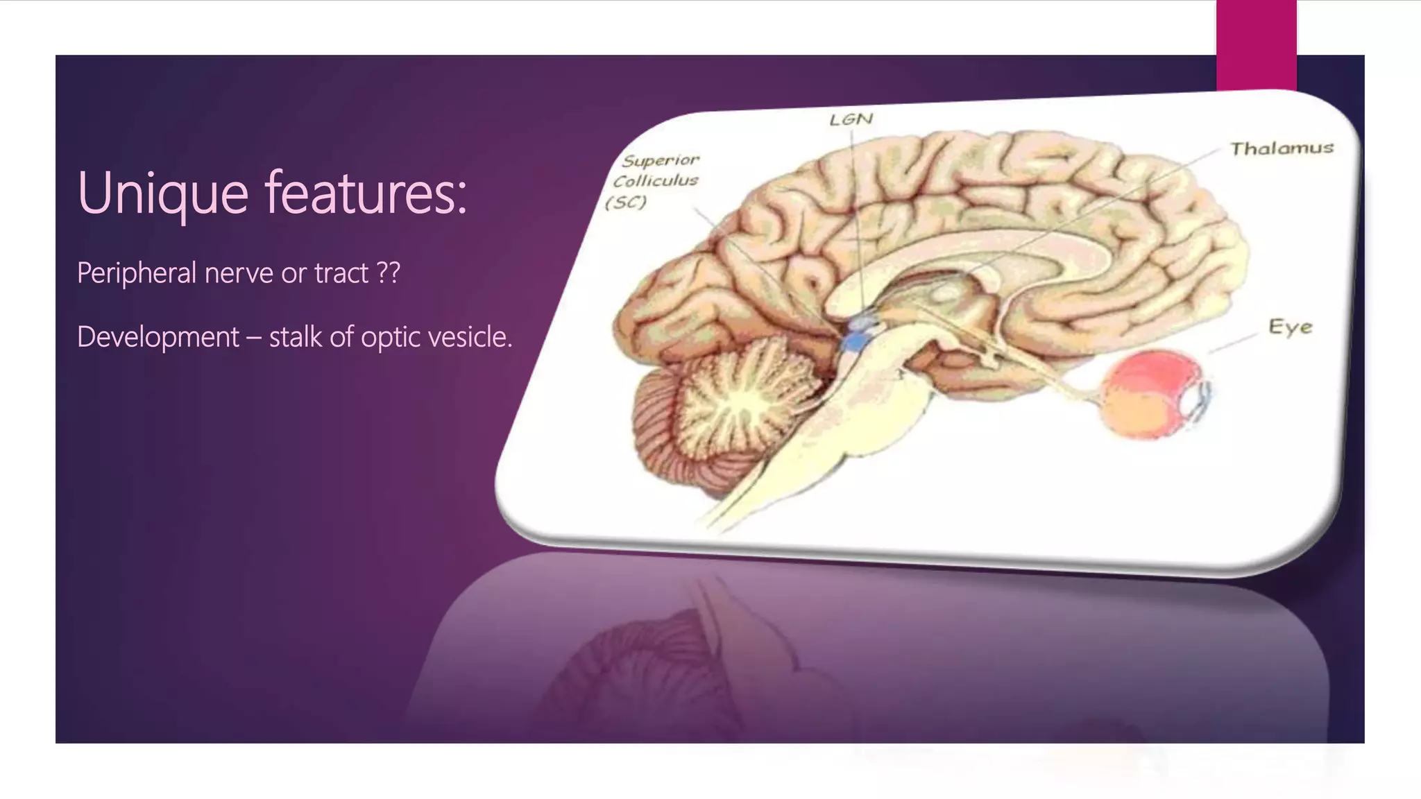 Parietal lobe it's lesions and orbital nerve pathway and it's lesions ...