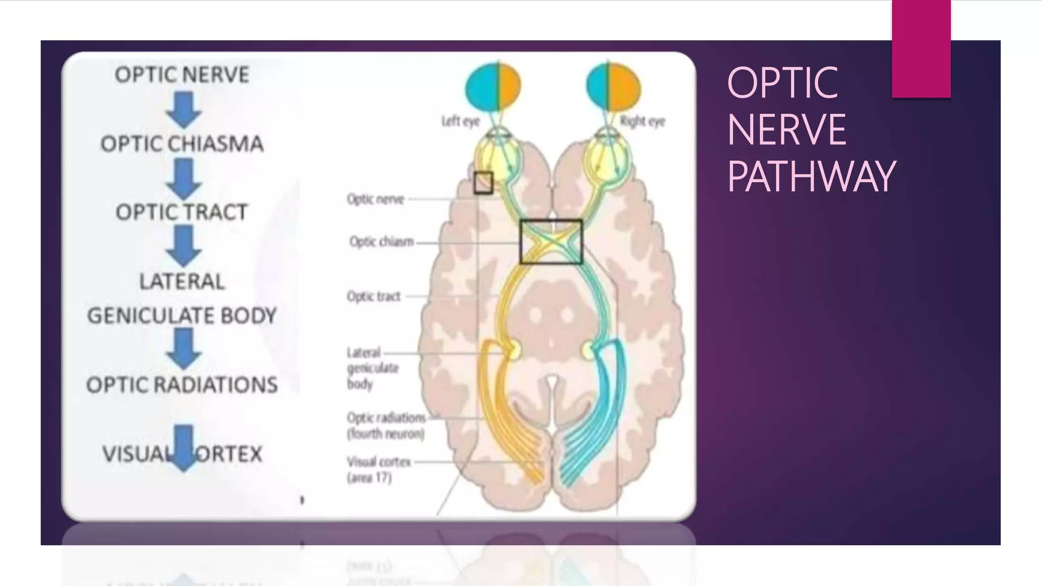 Parietal lobe it's lesions and orbital nerve pathway and it's lesions | PPTX