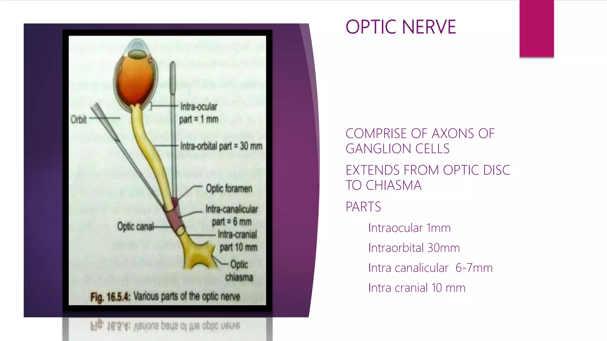 Parietal lobe it's lesions and orbital nerve pathway and it's lesions ...