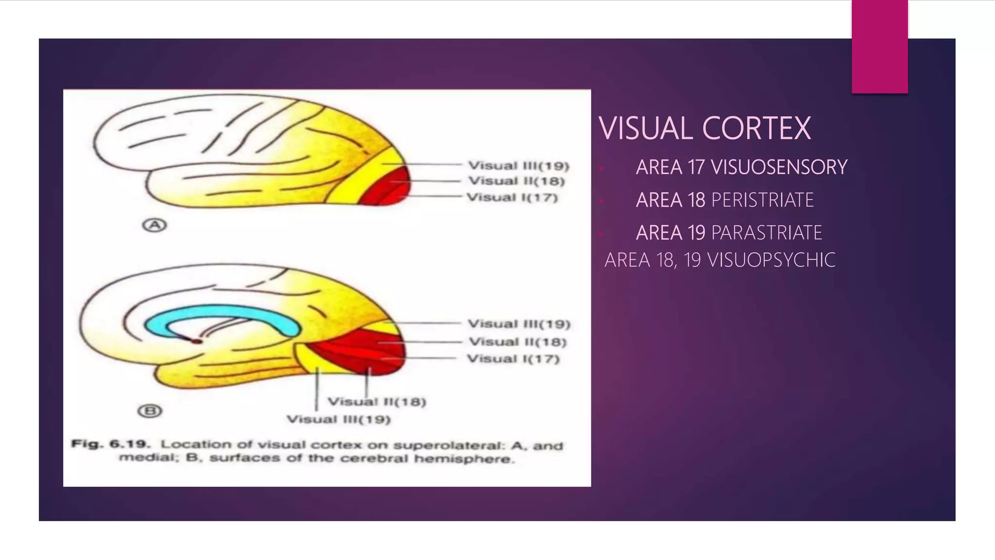 Parietal lobe it's lesions and orbital nerve pathway and it's lesions ...