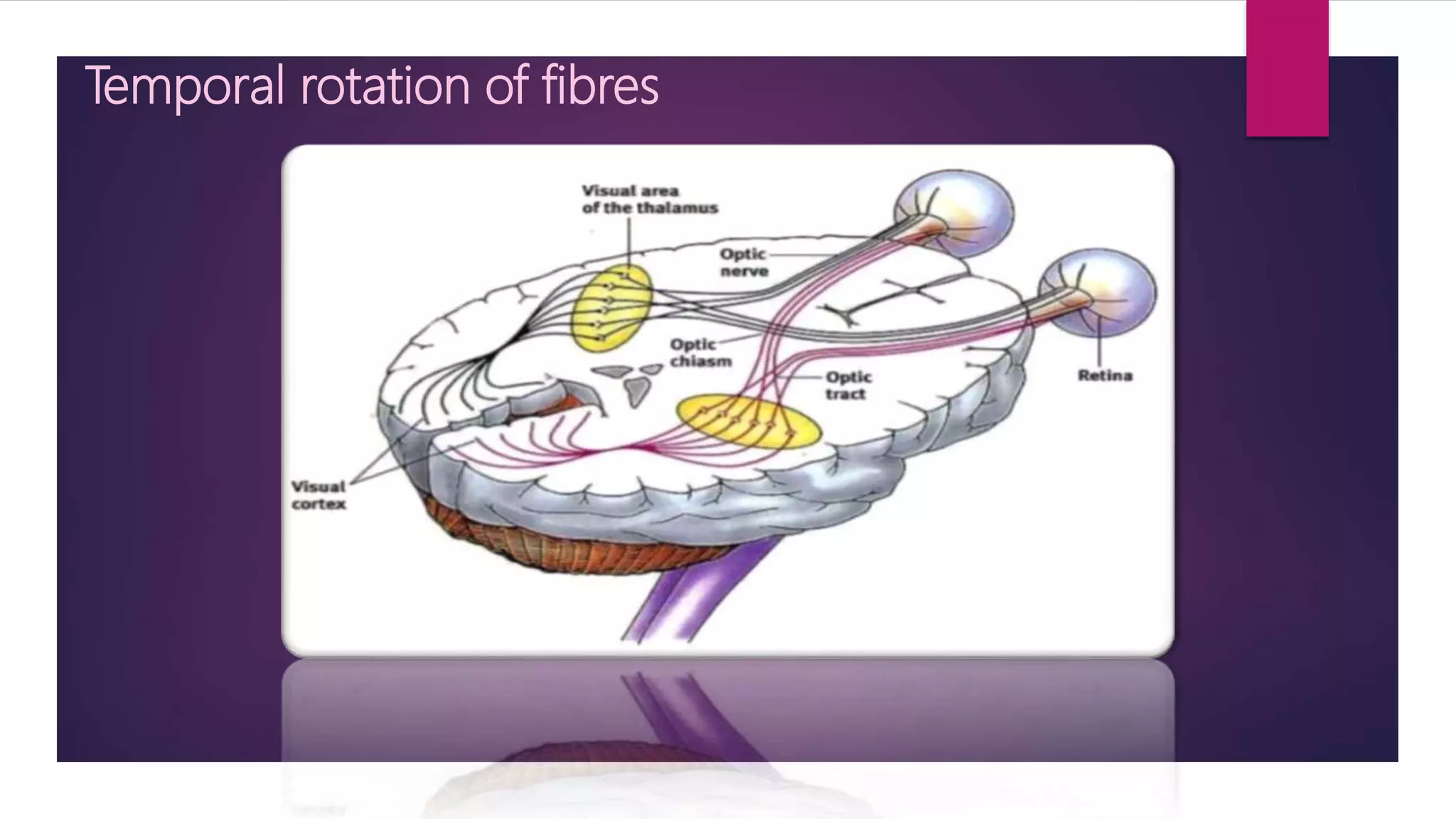 Parietal lobe it's lesions and orbital nerve pathway and it's lesions ...