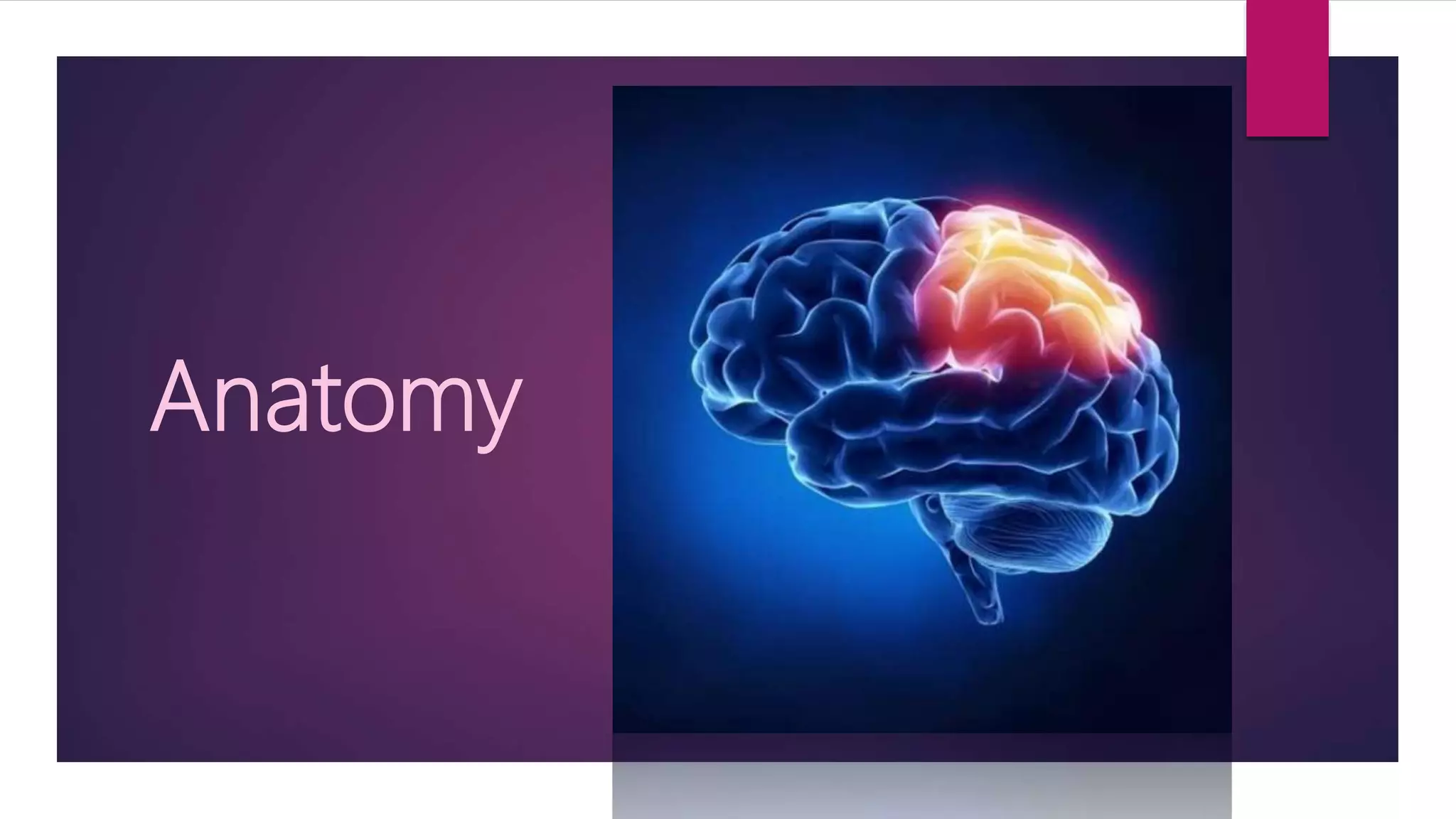 Parietal lobe it's lesions and orbital nerve pathway and it's lesions ...