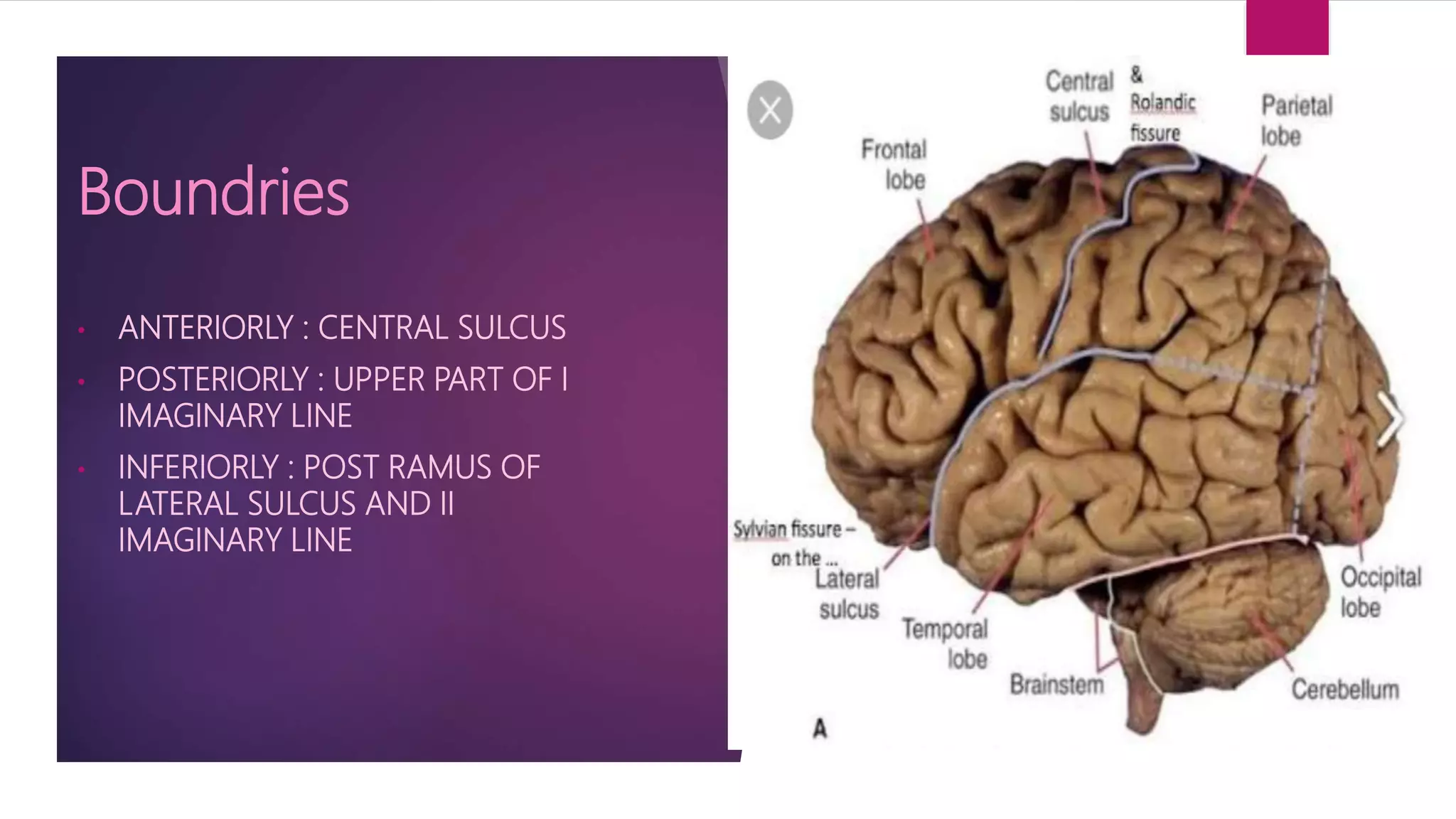 Parietal lobe it's lesions and orbital nerve pathway and it's lesions ...