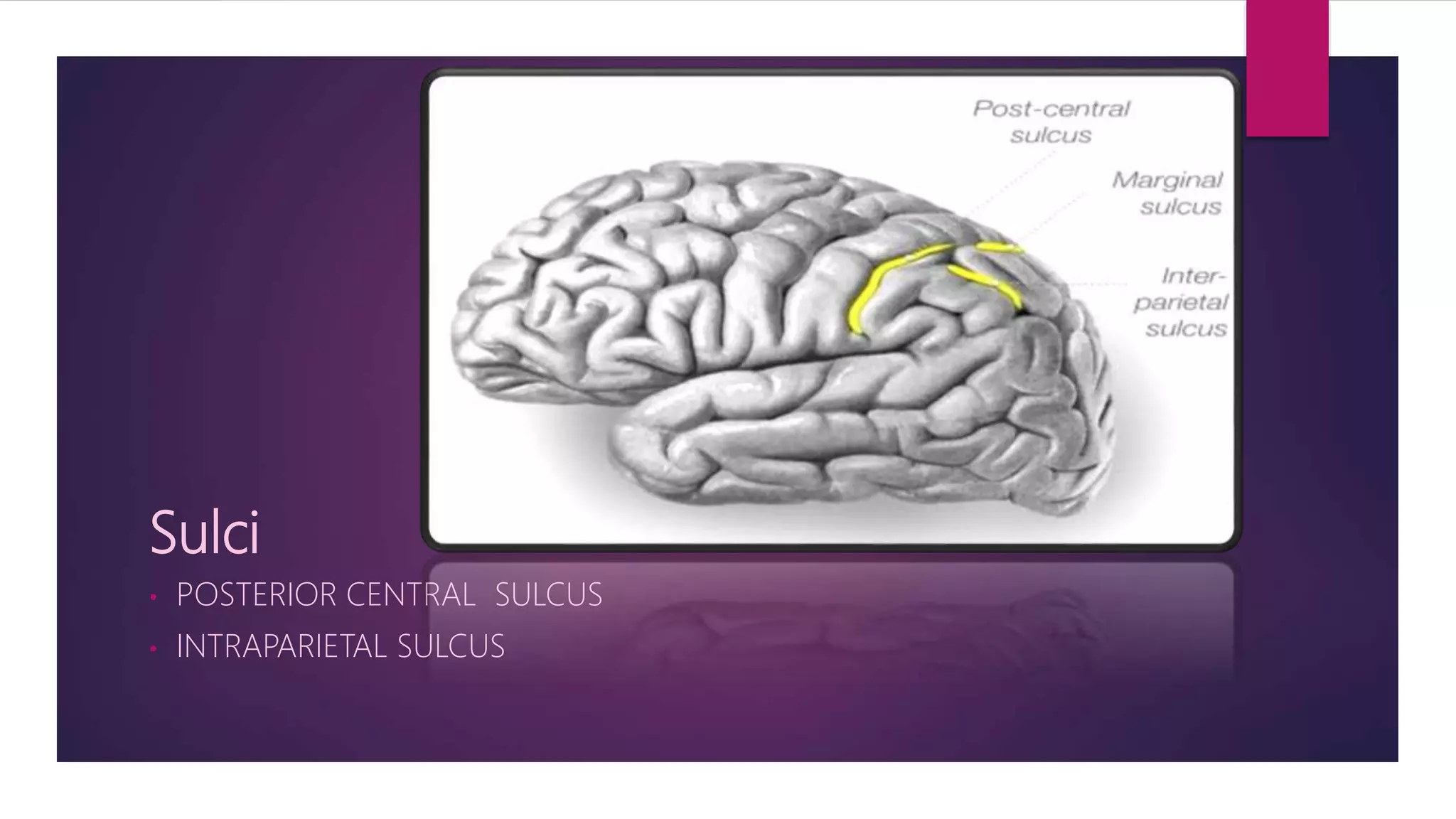 Parietal lobe it's lesions and orbital nerve pathway and it's lesions ...