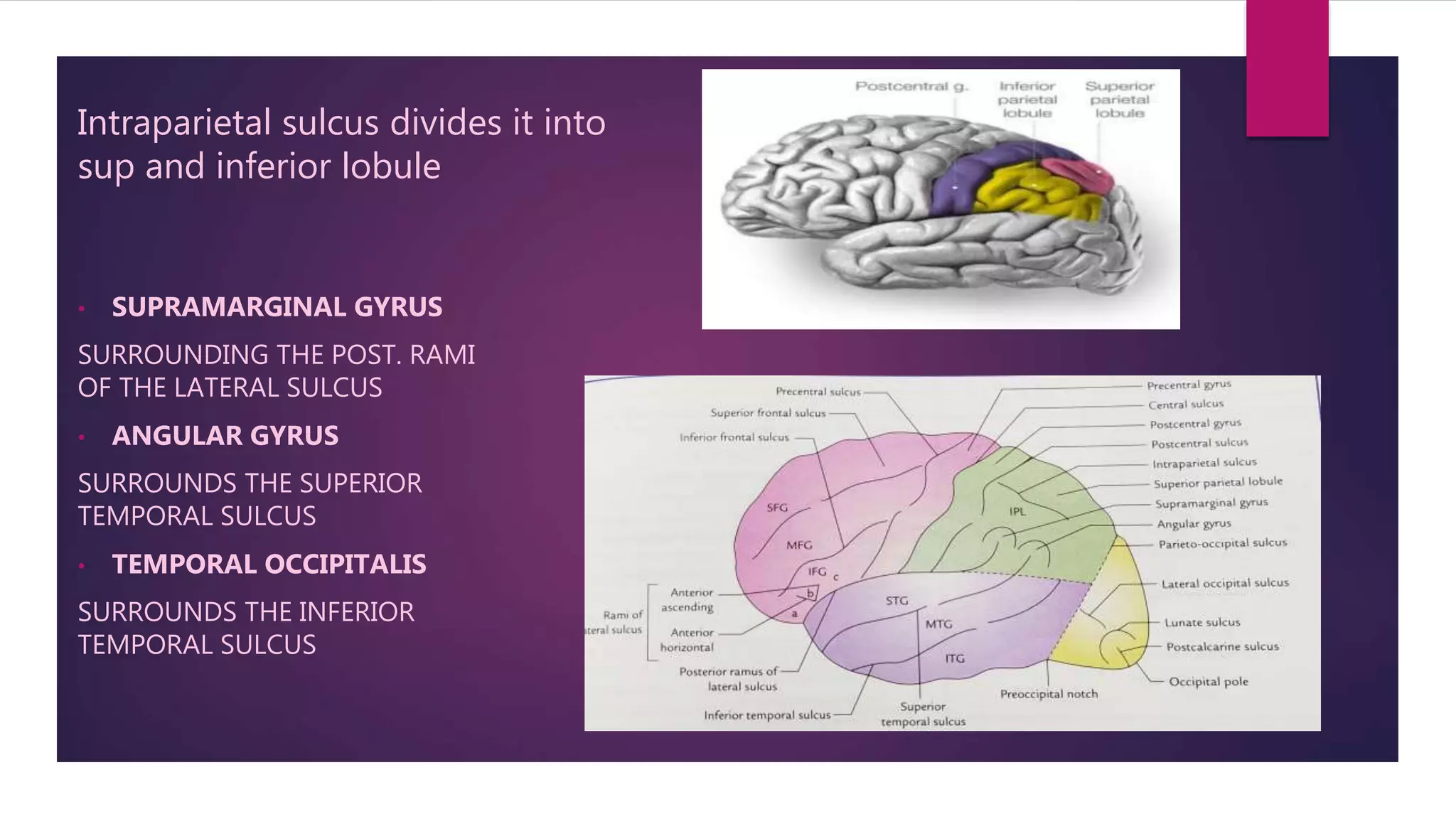 Parietal lobe it's lesions and orbital nerve pathway and it's lesions ...