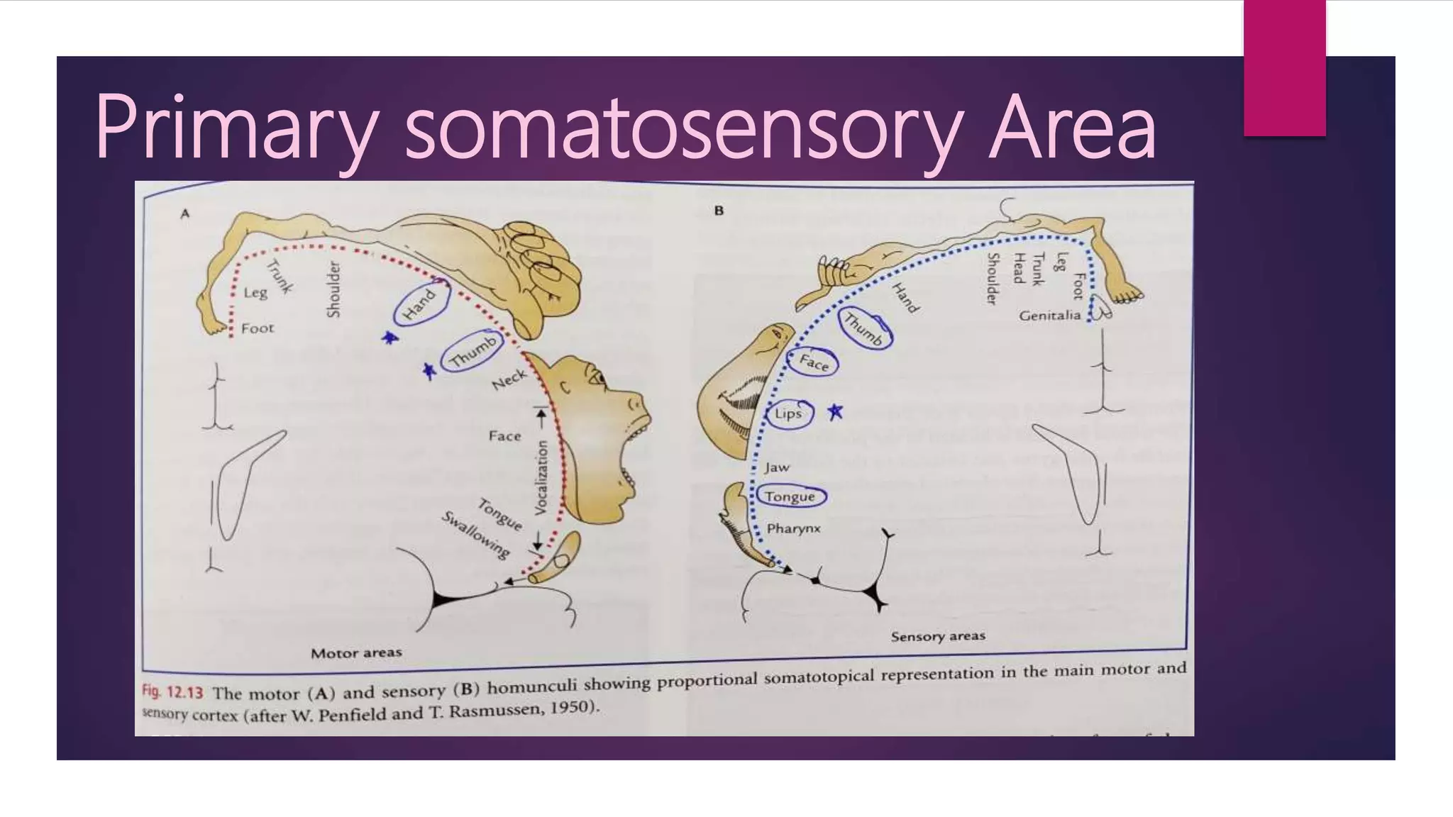 Parietal lobe it's lesions and orbital nerve pathway and it's lesions ...
