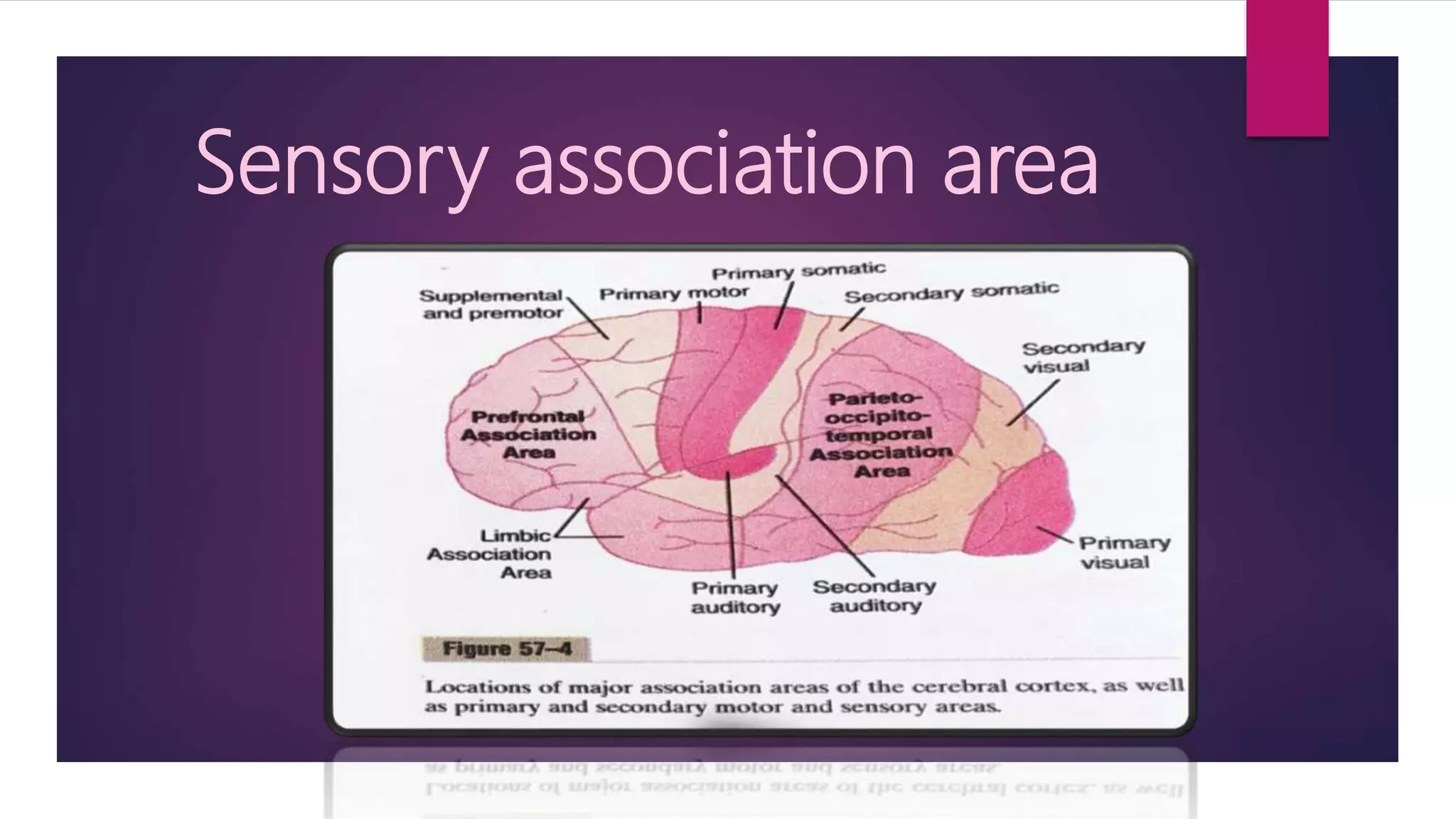 Parietal lobe it's lesions and orbital nerve pathway and it's lesions ...