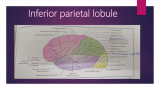 Parietal lobe it's lesions and orbital nerve pathway and it's lesions ...