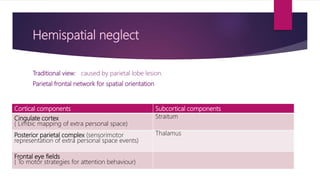 Parietal lobe it's lesions and orbital nerve pathway and it's lesions ...