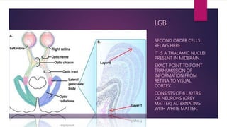 Parietal lobe it's lesions and orbital nerve pathway and it's lesions ...