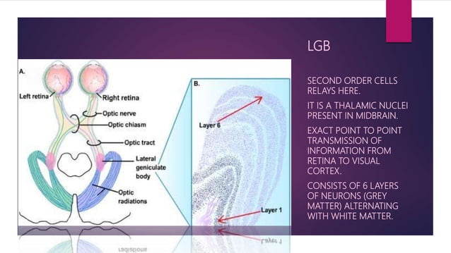 Parietal lobe it's lesions and orbital nerve pathway and it's lesions ...