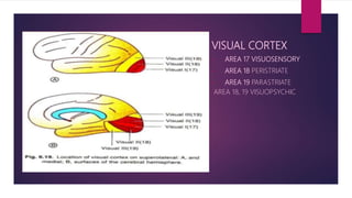 Parietal lobe it's lesions and orbital nerve pathway and it's lesions ...