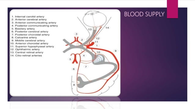 Parietal lobe it's lesions and orbital nerve pathway and it's lesions ...
