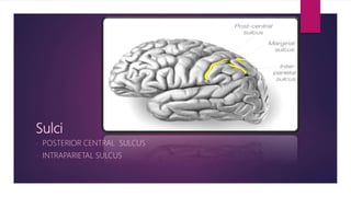 Parietal lobe it's lesions and orbital nerve pathway and it's lesions ...