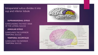 Parietal lobe it's lesions and orbital nerve pathway and it's lesions ...