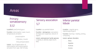Parietal lobe it's lesions and orbital nerve pathway and it's lesions ...
