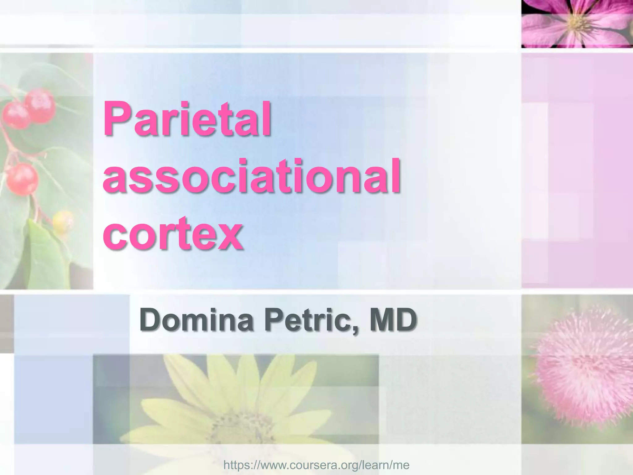 Parietal associational cortex | PPSX | Brain and Nervous System ...