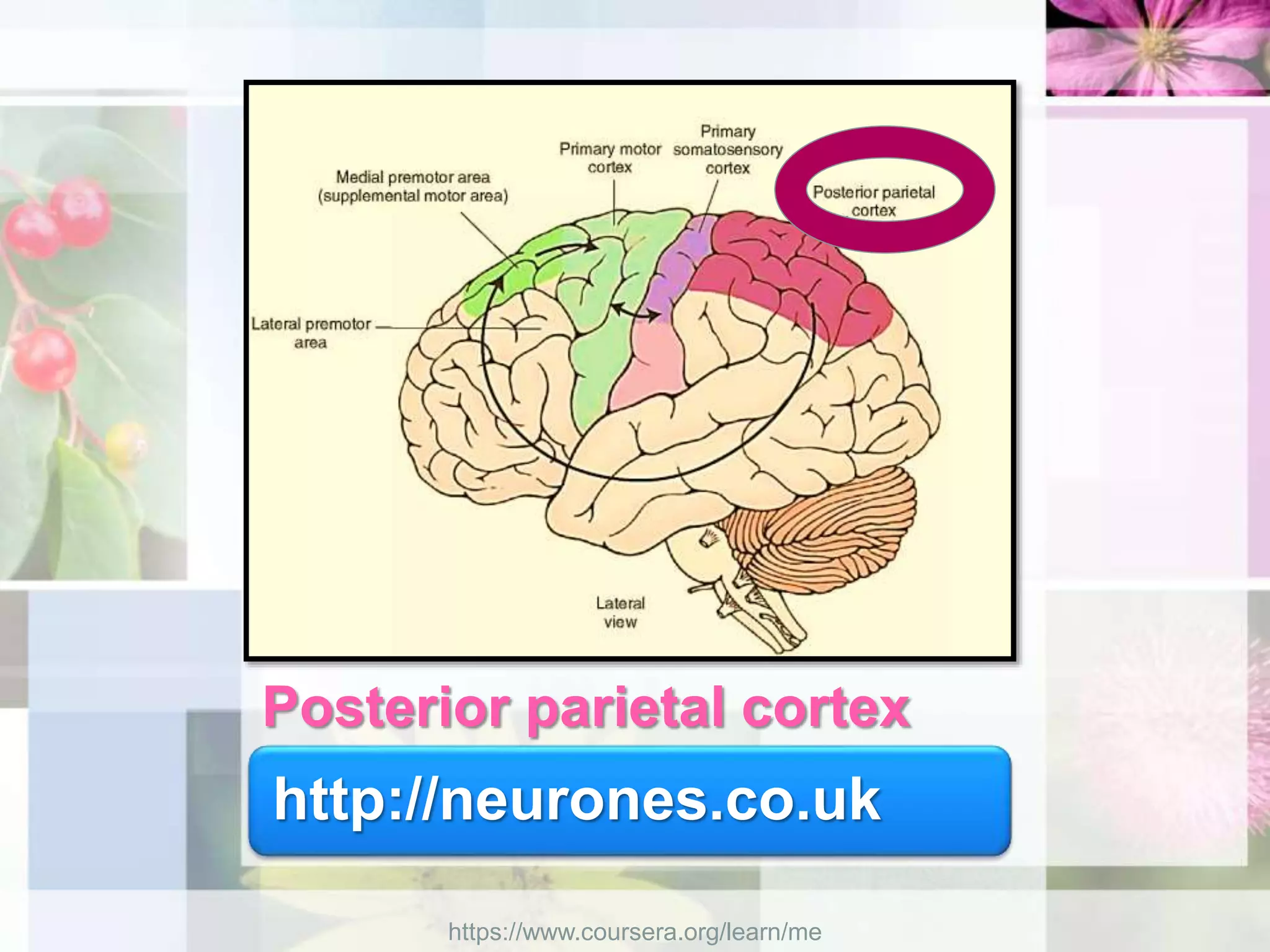 Parietal associational cortex | PPSX | Brain and Nervous System ...