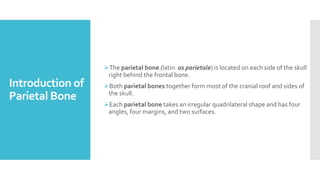 parietalbone-200613.pdf