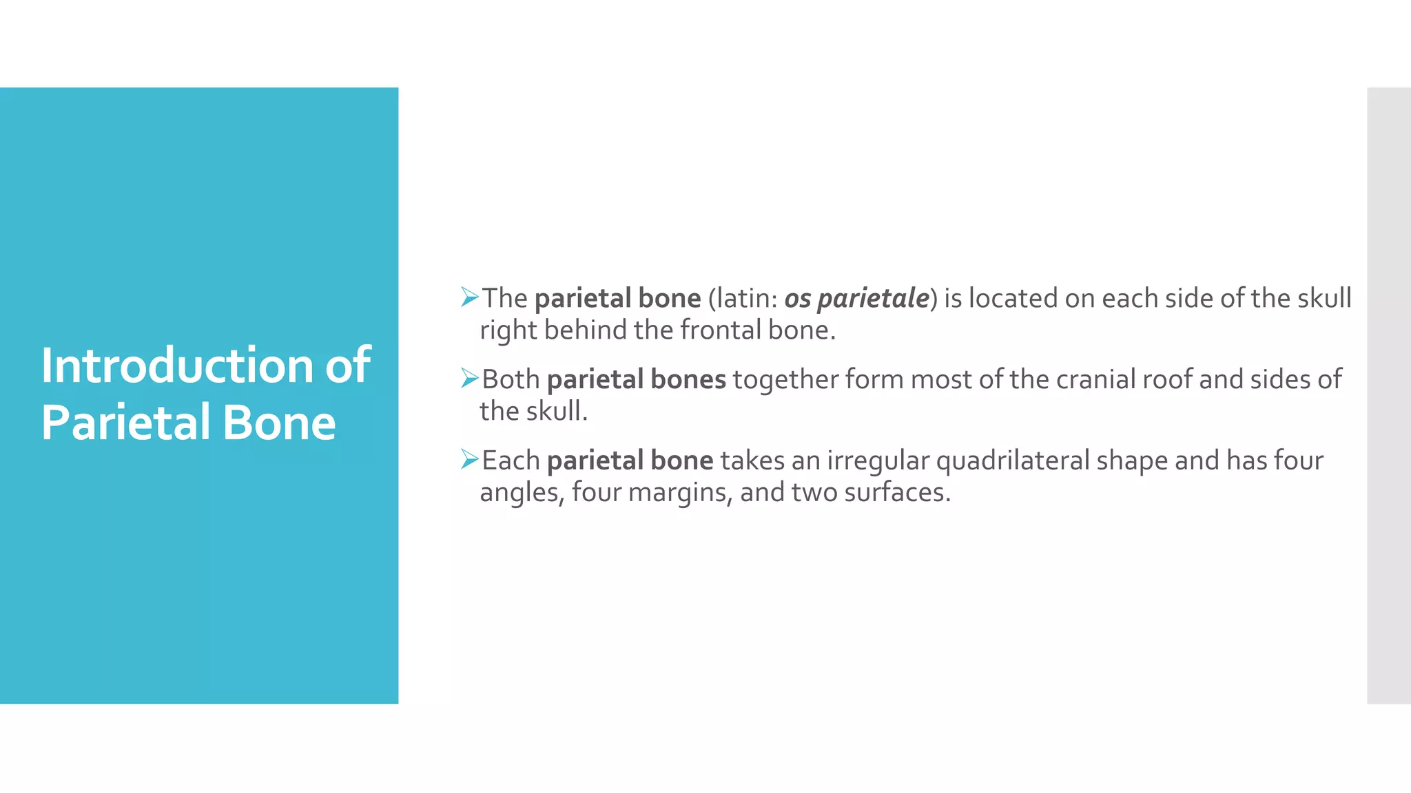 Skeletal System:- Neurocranium - Parietal bone | PPT