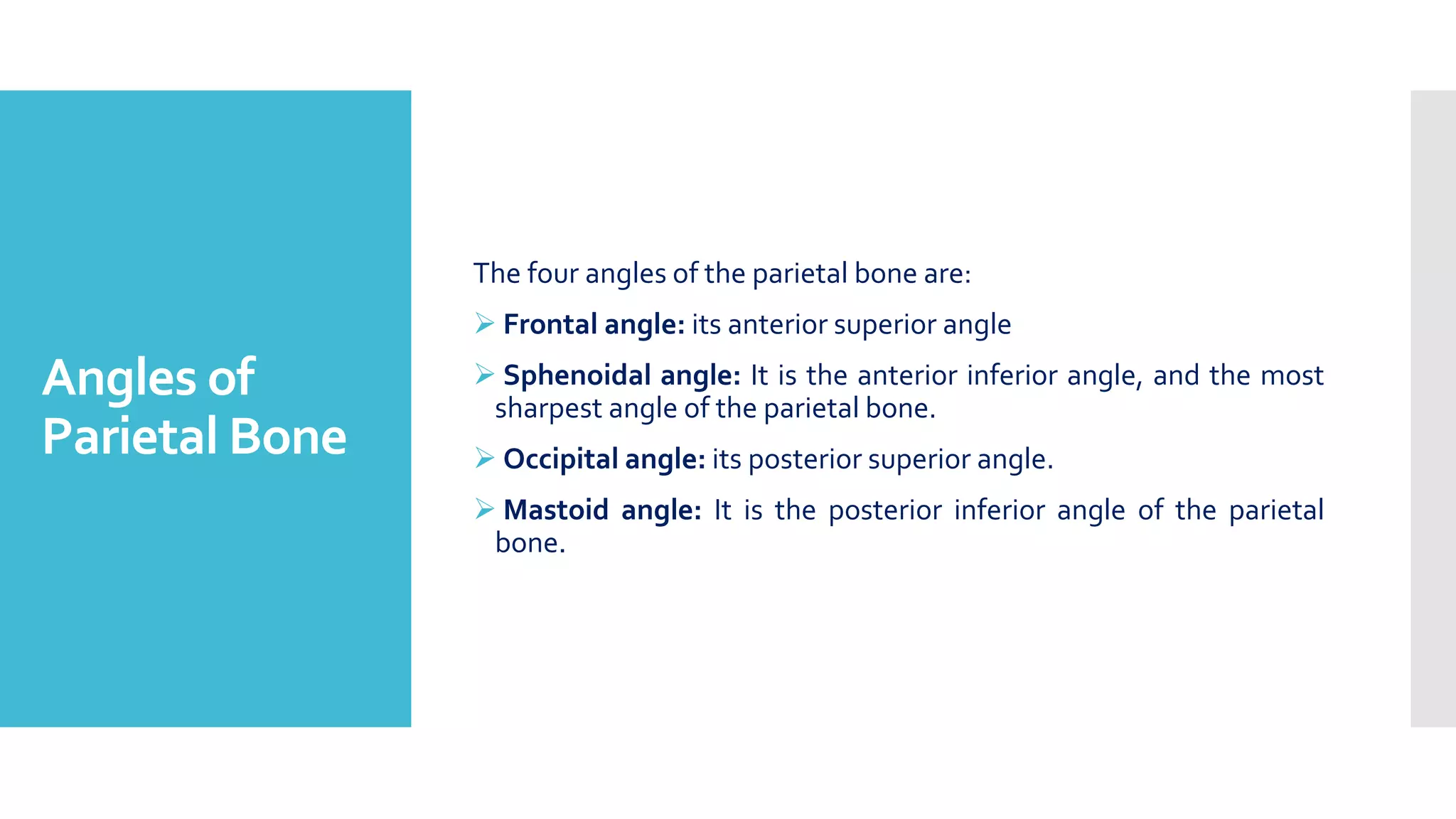 Skeletal System:- Neurocranium - Parietal bone | PPT