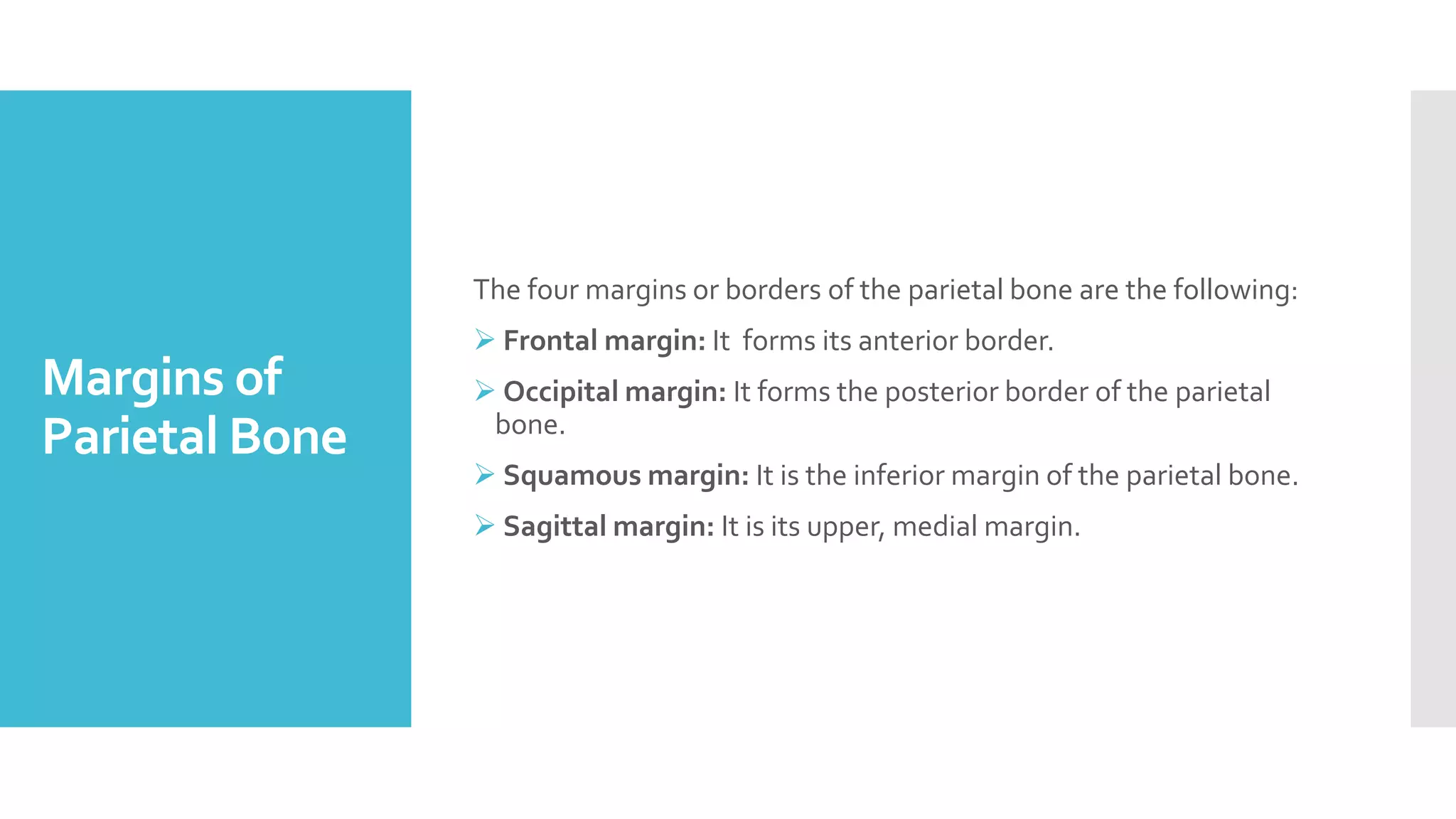 Skeletal System:- Neurocranium - Parietal bone | PPT