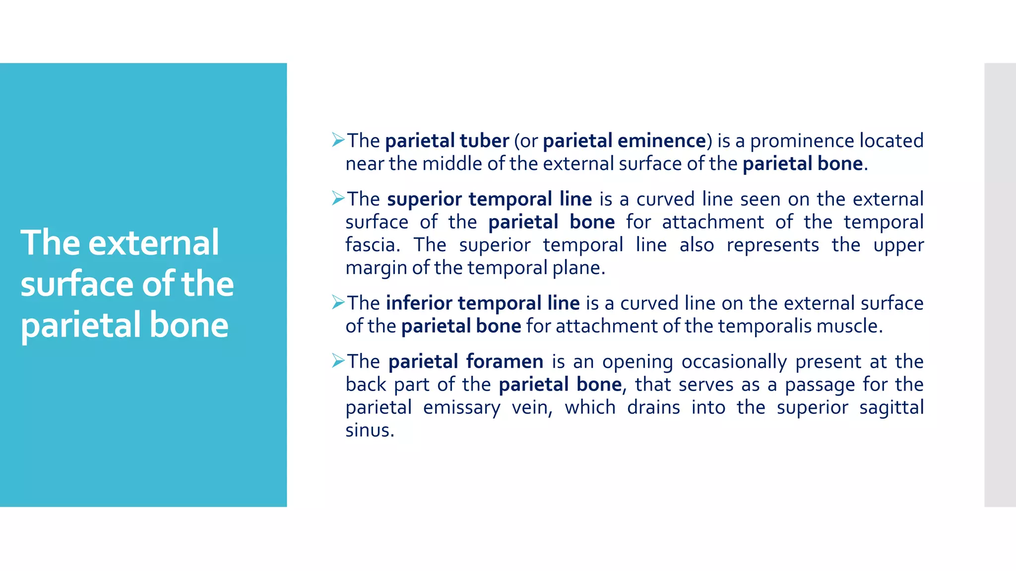 Skeletal System:- Neurocranium - Parietal bone | PPT