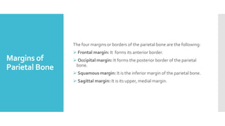 Skeletal System:- Neurocranium - Parietal bone | PPT