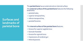 Skeletal System:- Neurocranium - Parietal bone | PPT
