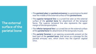 Skeletal System:- Neurocranium - Parietal bone | PPT