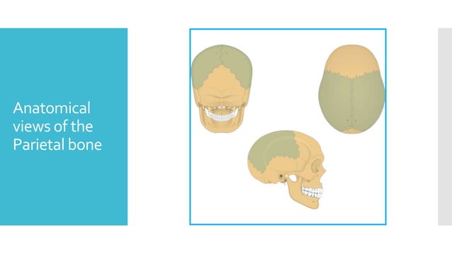 Skeletal System:- Neurocranium - Parietal bone | PPT | Death, Injury ...
