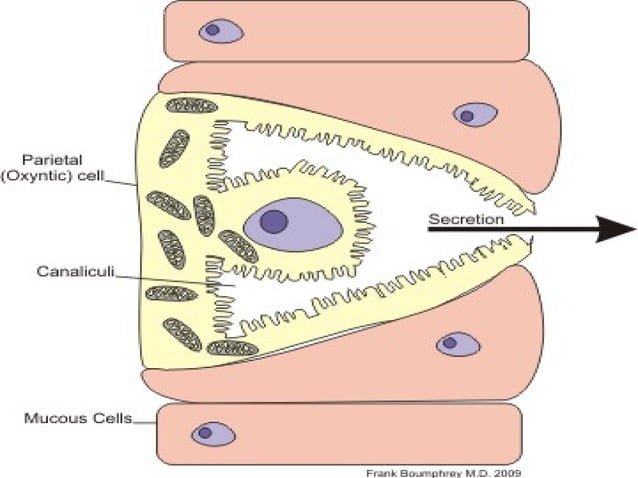 Parietal cells in health & diseases | PPT