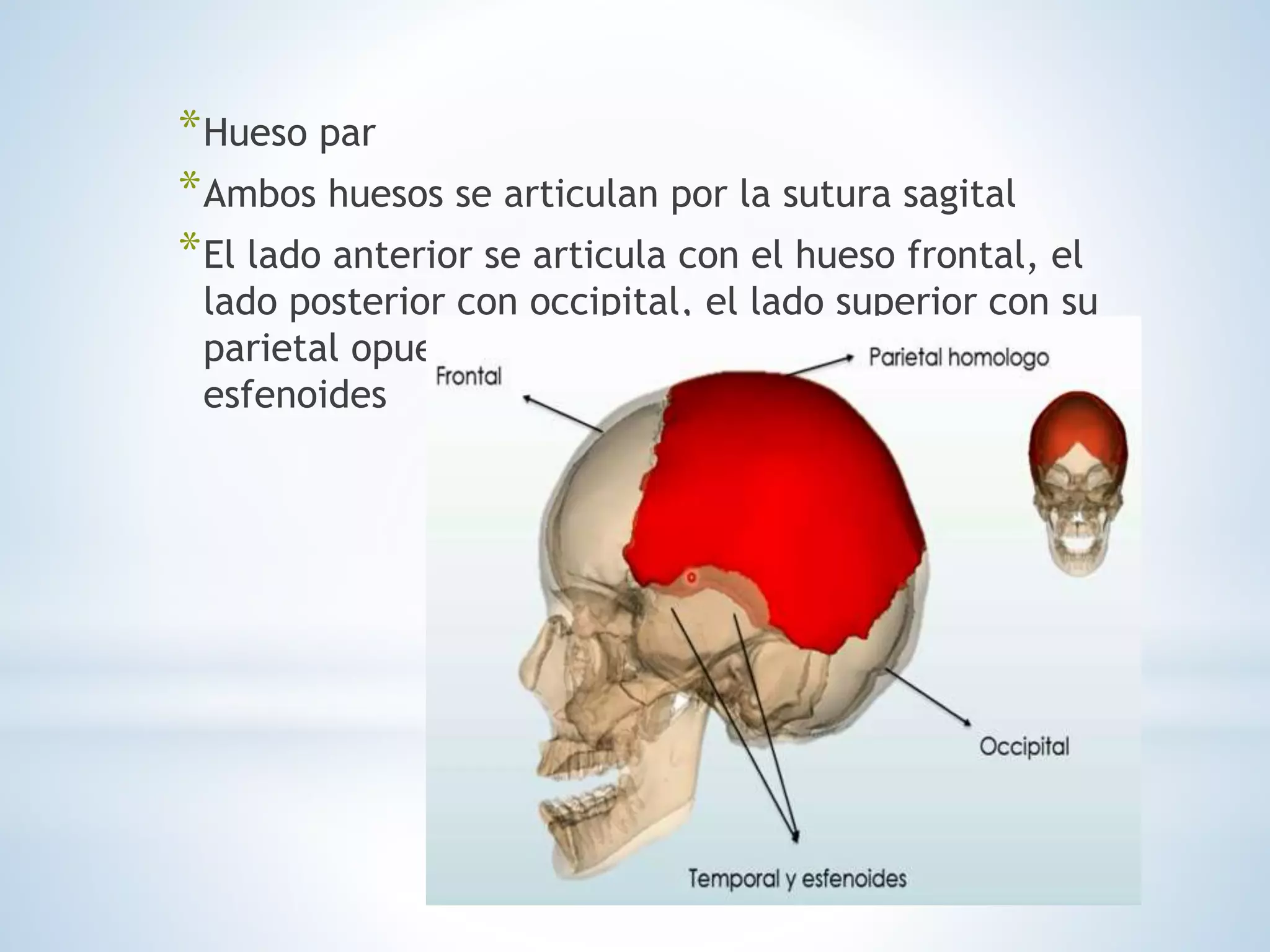 Hueso Parietal | PPTX | Death, Injury, or Military Conflict | Sensitive ...