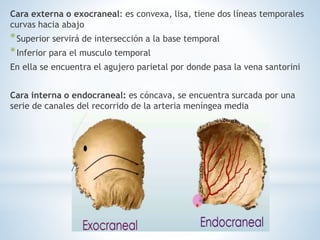 Hueso Parietal | PPTX