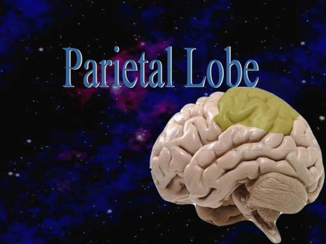 Parietal lobe | PPT