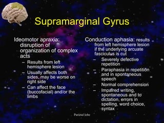 Parietal lobe | PPT
