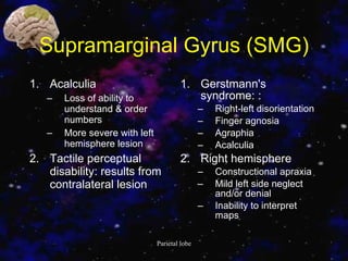 Parietal lobe | PPT