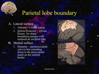 Parietal lobe | PPT