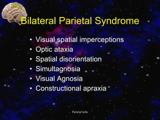 Parietal lobe | PPT